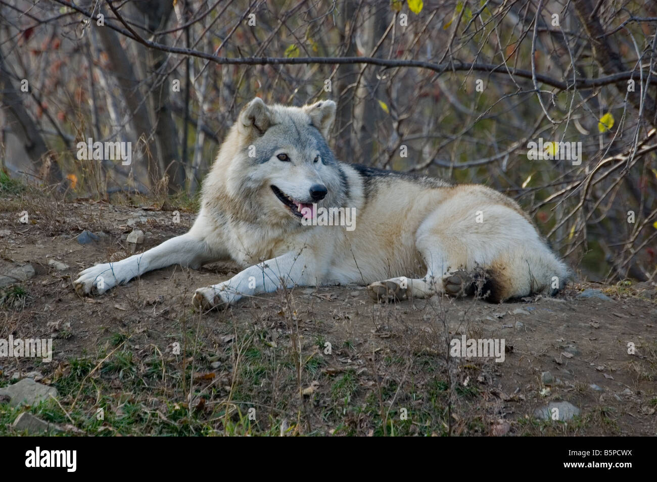 A watching Timber wolf in autumn Stock Photo - Alamy