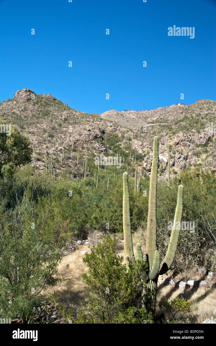 Cactus plant desert arizona tree hi-res stock photography and images ...