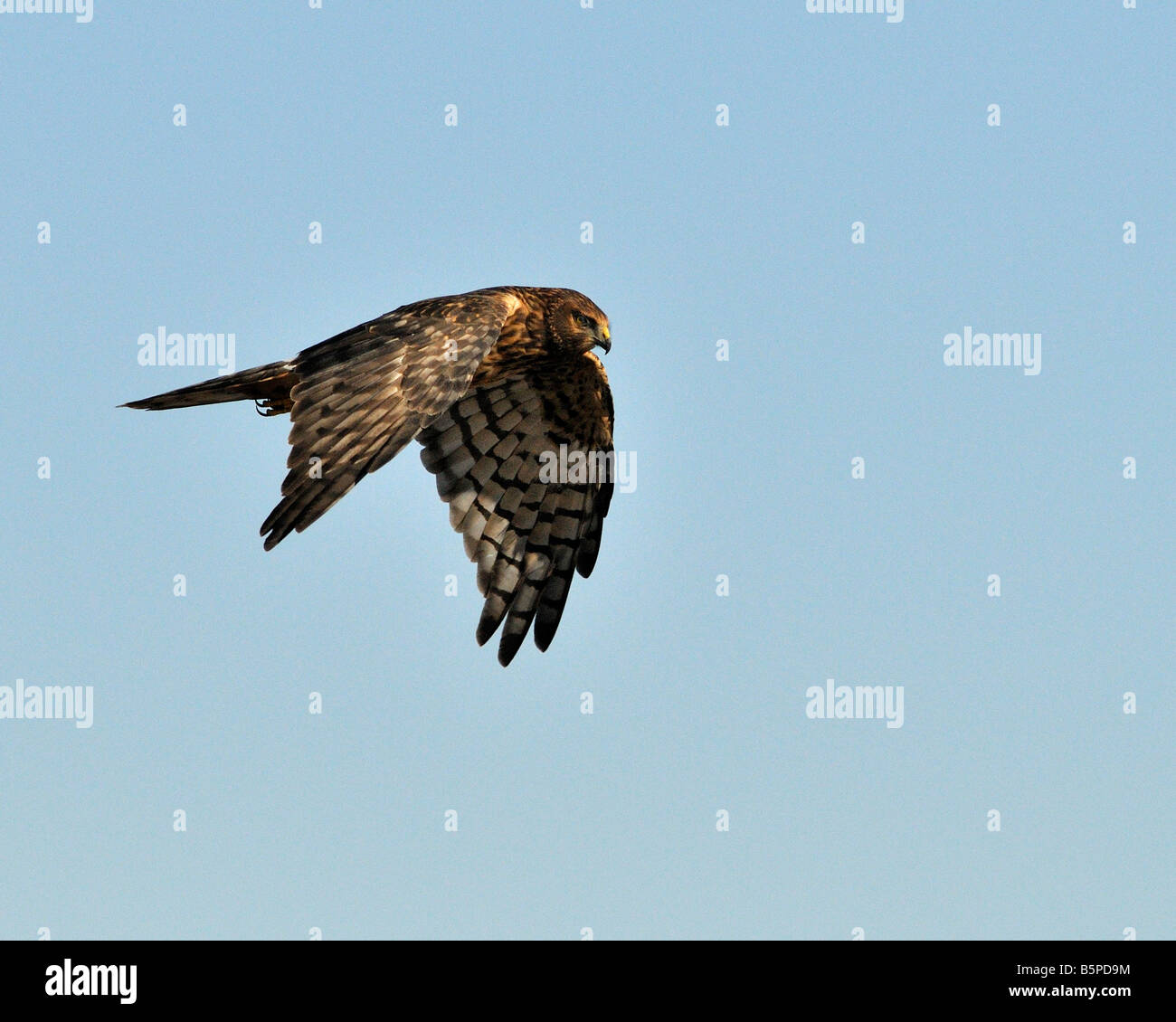 Inflight feeding hi-res stock photography and images - Alamy