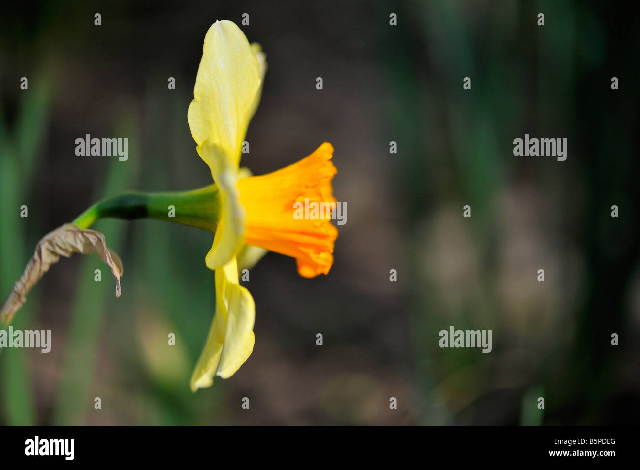 Daffodil side view Stock Photo - Alamy