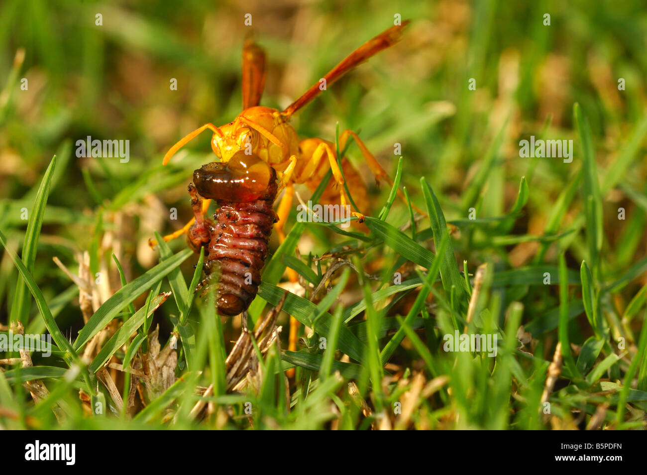 Social insects hi-res stock photography and images - Alamy