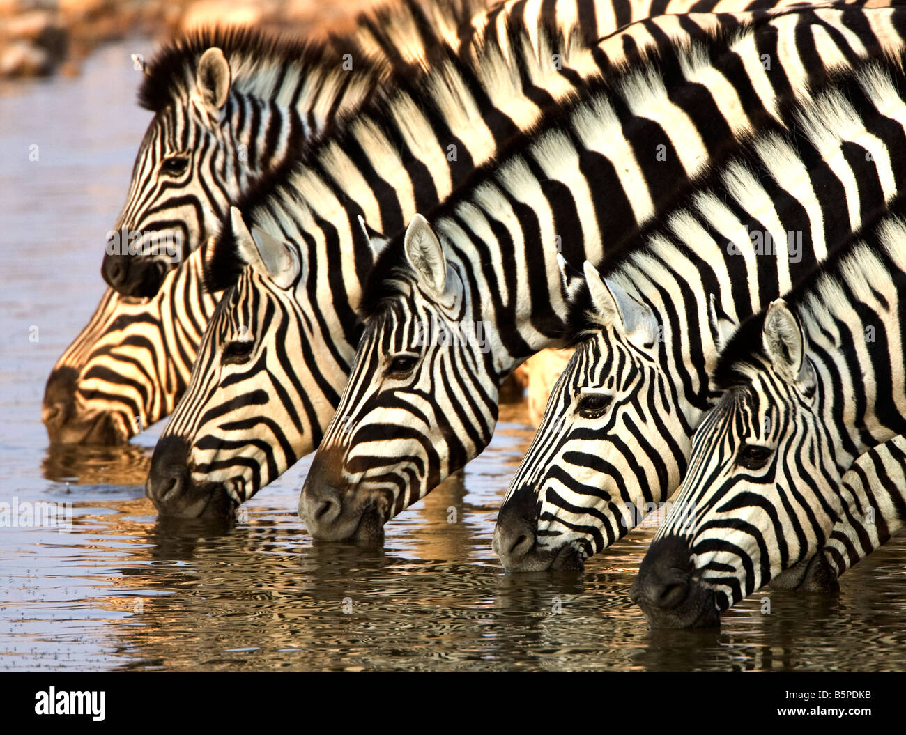 Burchell's Zebra drinking at waterhole Stock Photo - Alamy
