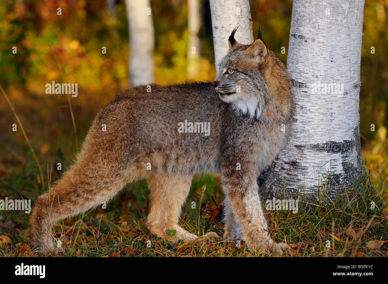 Canadian Lynx looking back in the shade of birch trees in a colorful ...