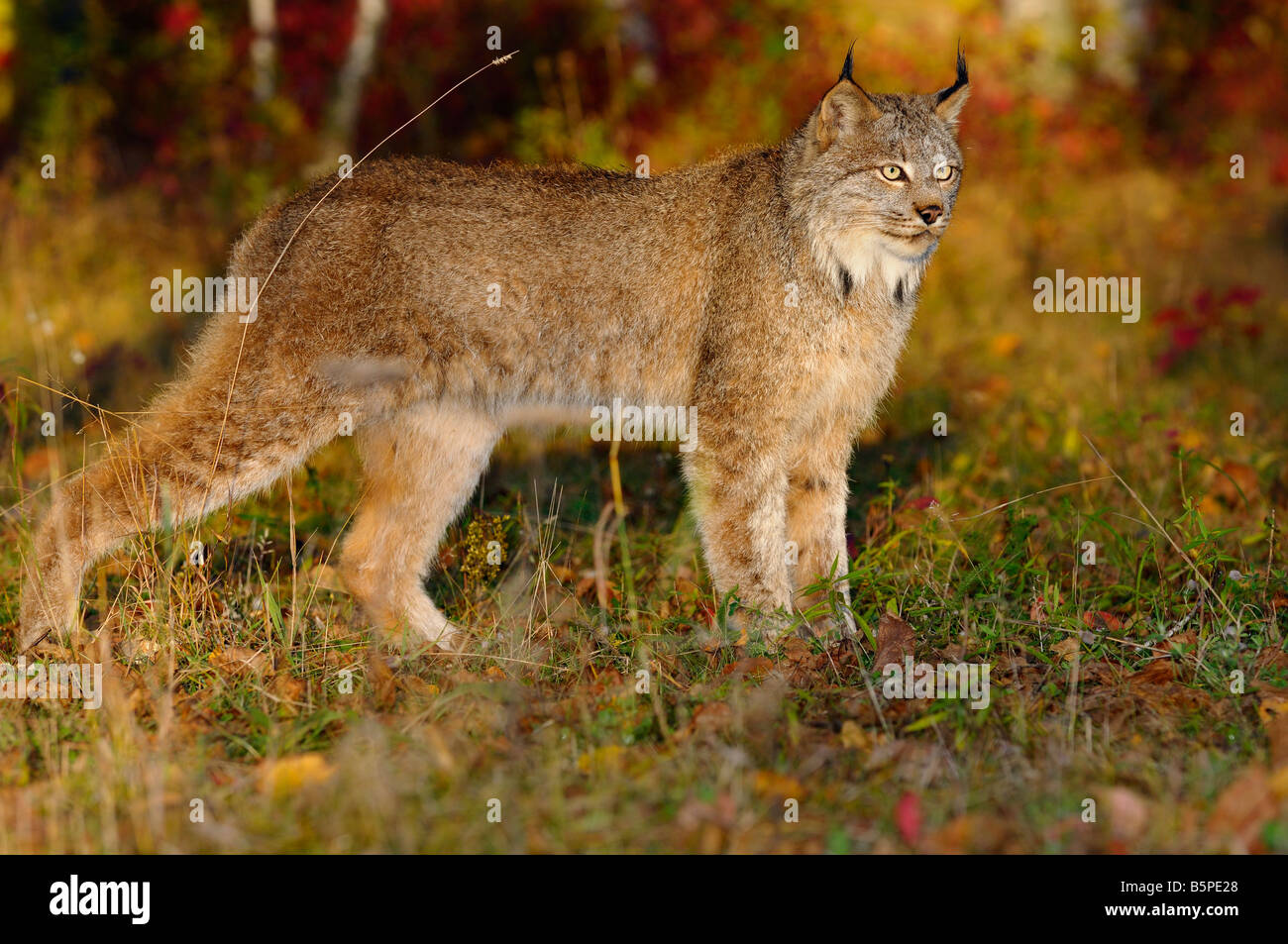 Canadian Lynx in the morning sun watching for prey at the edge of a ...