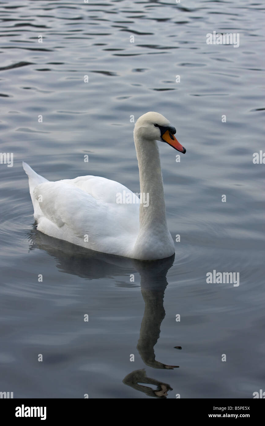 Cold water animal hi-res stock photography and images - Alamy