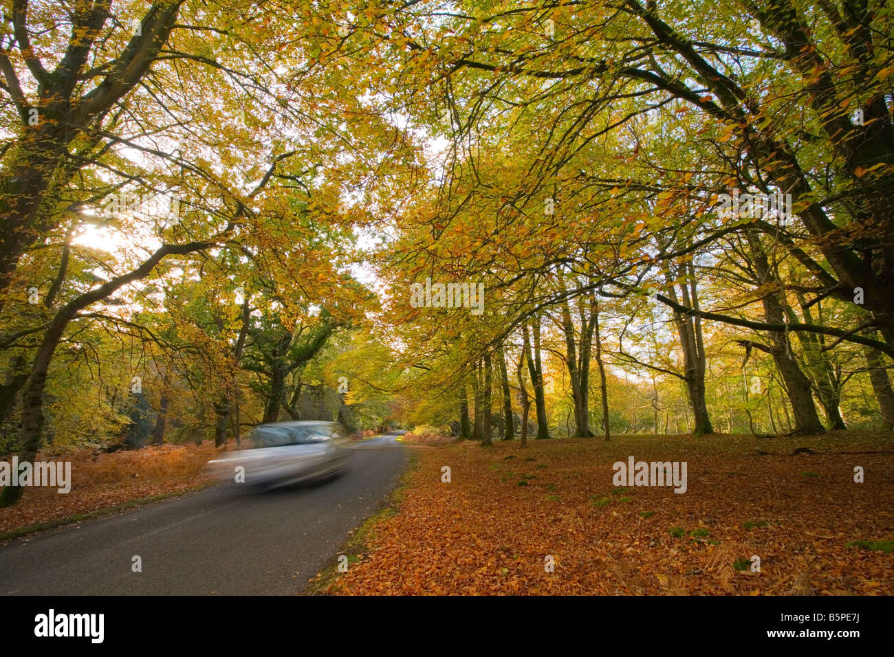 Car driving through the New Forest autumn woodland scene Stock Photo ...
