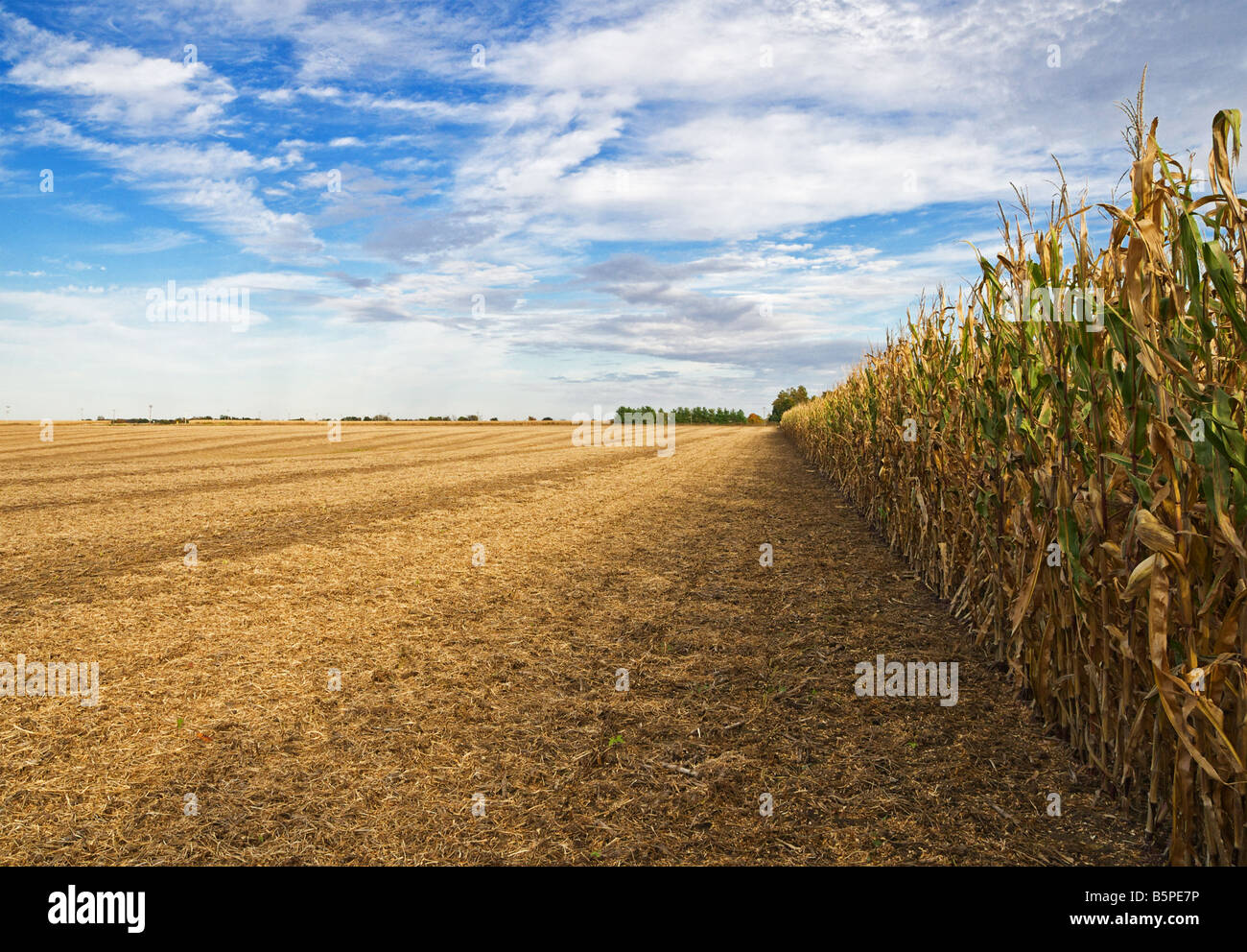 Corn field being picked Stock Photo - Alamy