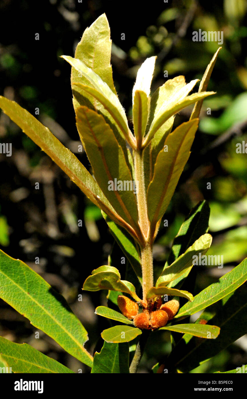 Brabejum stellatifolium, Wild Almond or Bitter Almond Stock Photo - Alamy