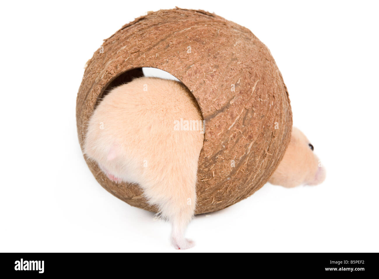 A hamster playing in a coconut Stock Photo - Alamy