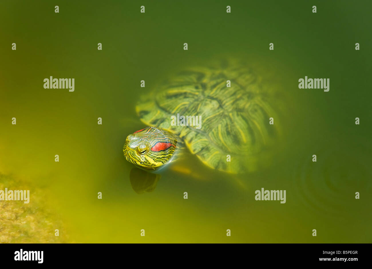 Water turtle hi-res stock photography and images - Alamy