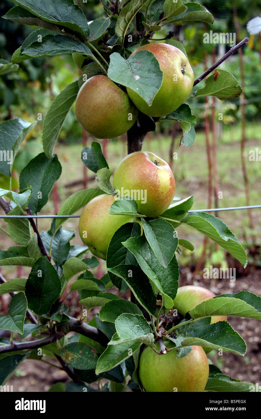 Sturmer pippin apples hi-res stock photography and images - Alamy