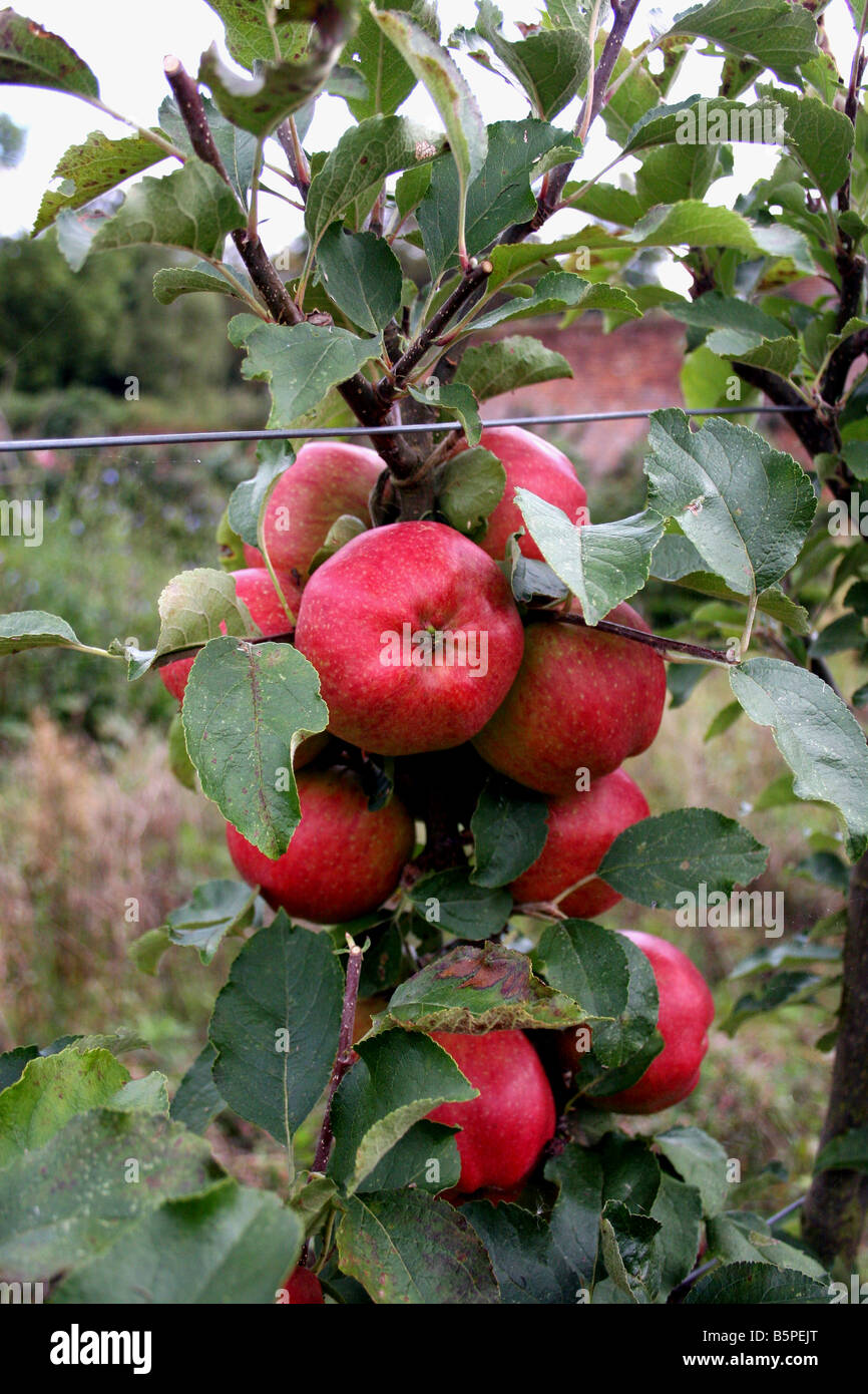 OLD ENGLISH VICTORIAN APPLE CHARLES ROSS Stock Photo - Alamy