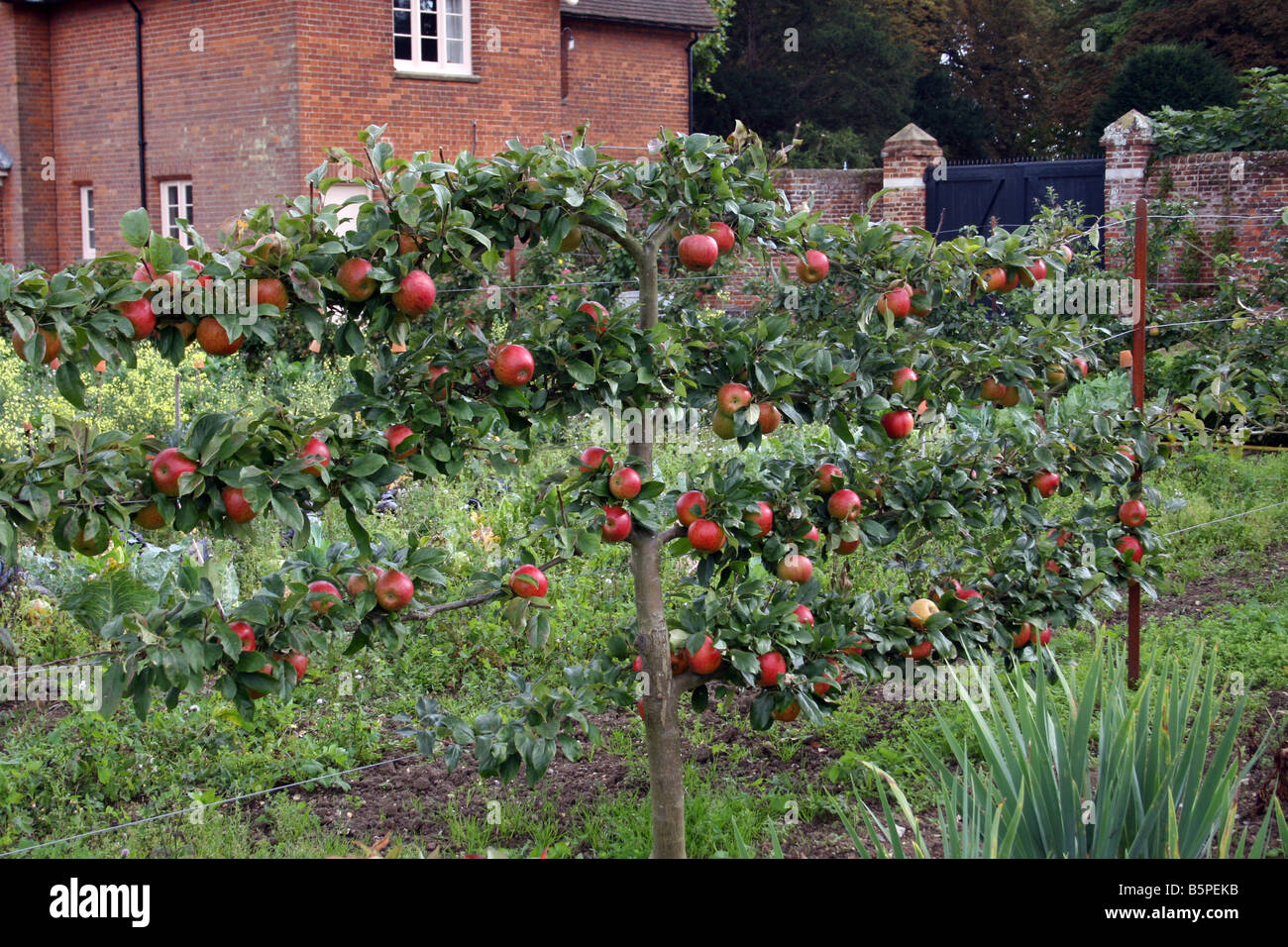Espalier hi-res stock photography and images - Alamy