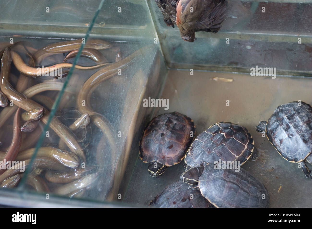 Snake Market in Mekong Delta Vietnam Stock Photo - Alamy