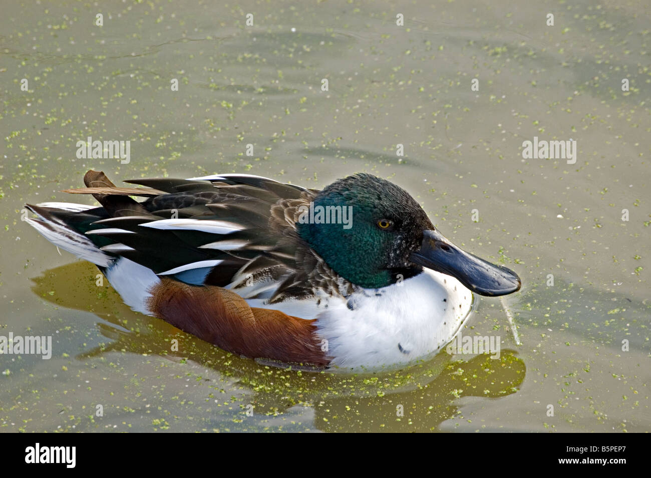 A male Northern Shoveler Duck Stock Photo - Alamy