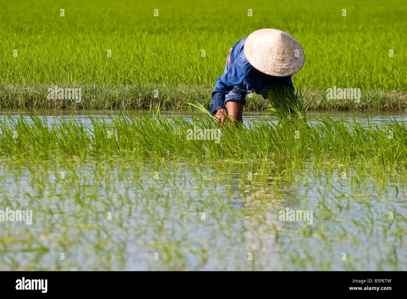 Vietnamese rice field near hoi an hi-res stock photography and images ...