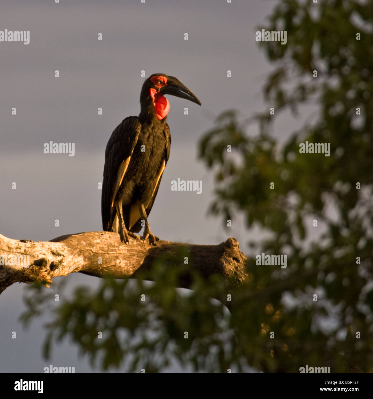 Perching southern ground hornbill hi-res stock photography and images ...