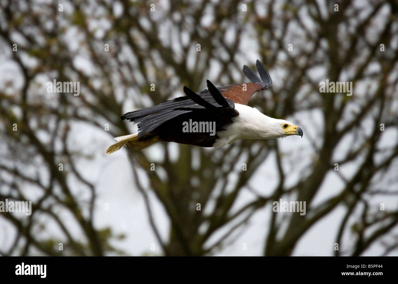 African eagle hi-res stock photography and images - Alamy