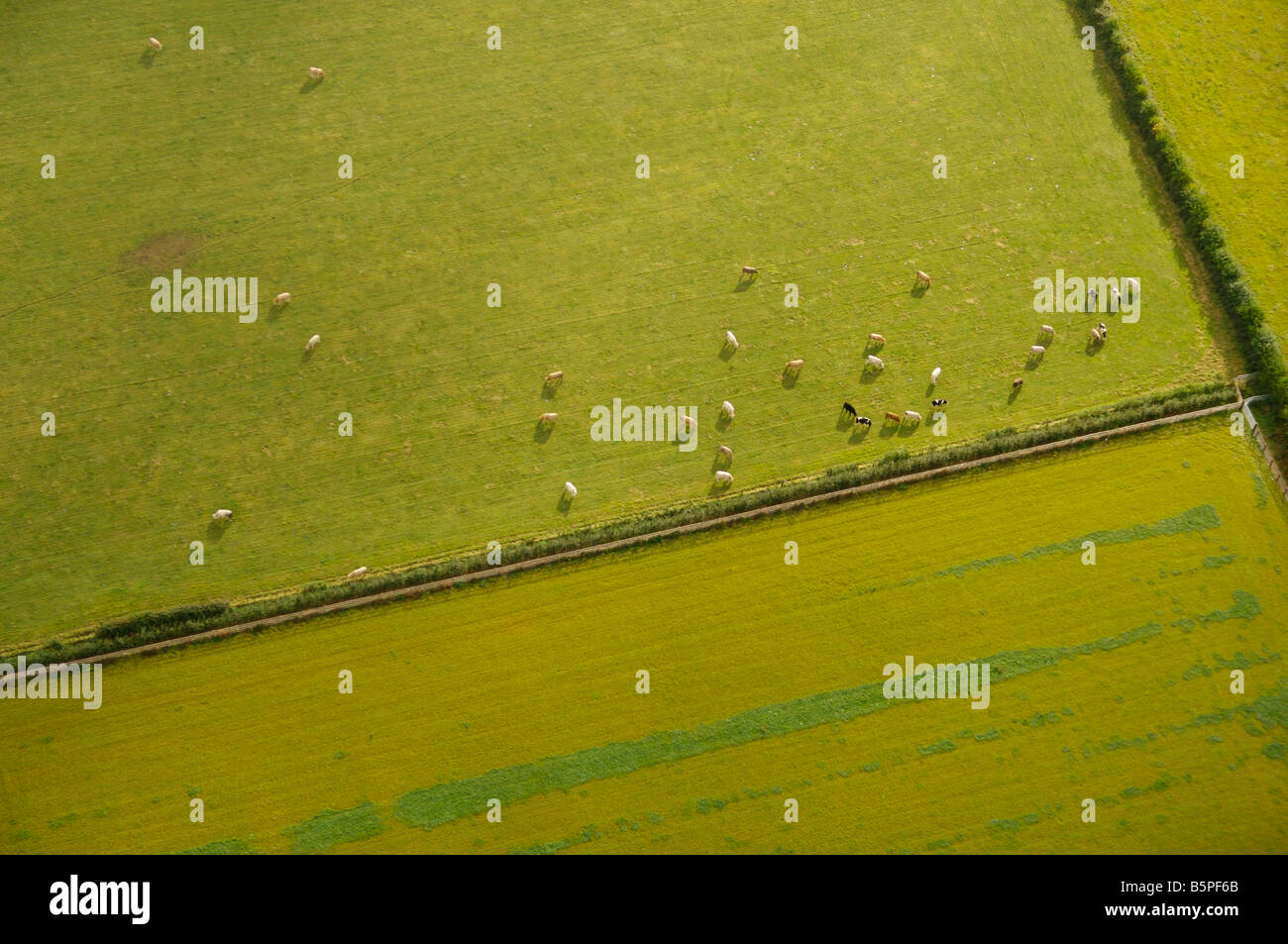 Cows form Above Stock Photo - Alamy