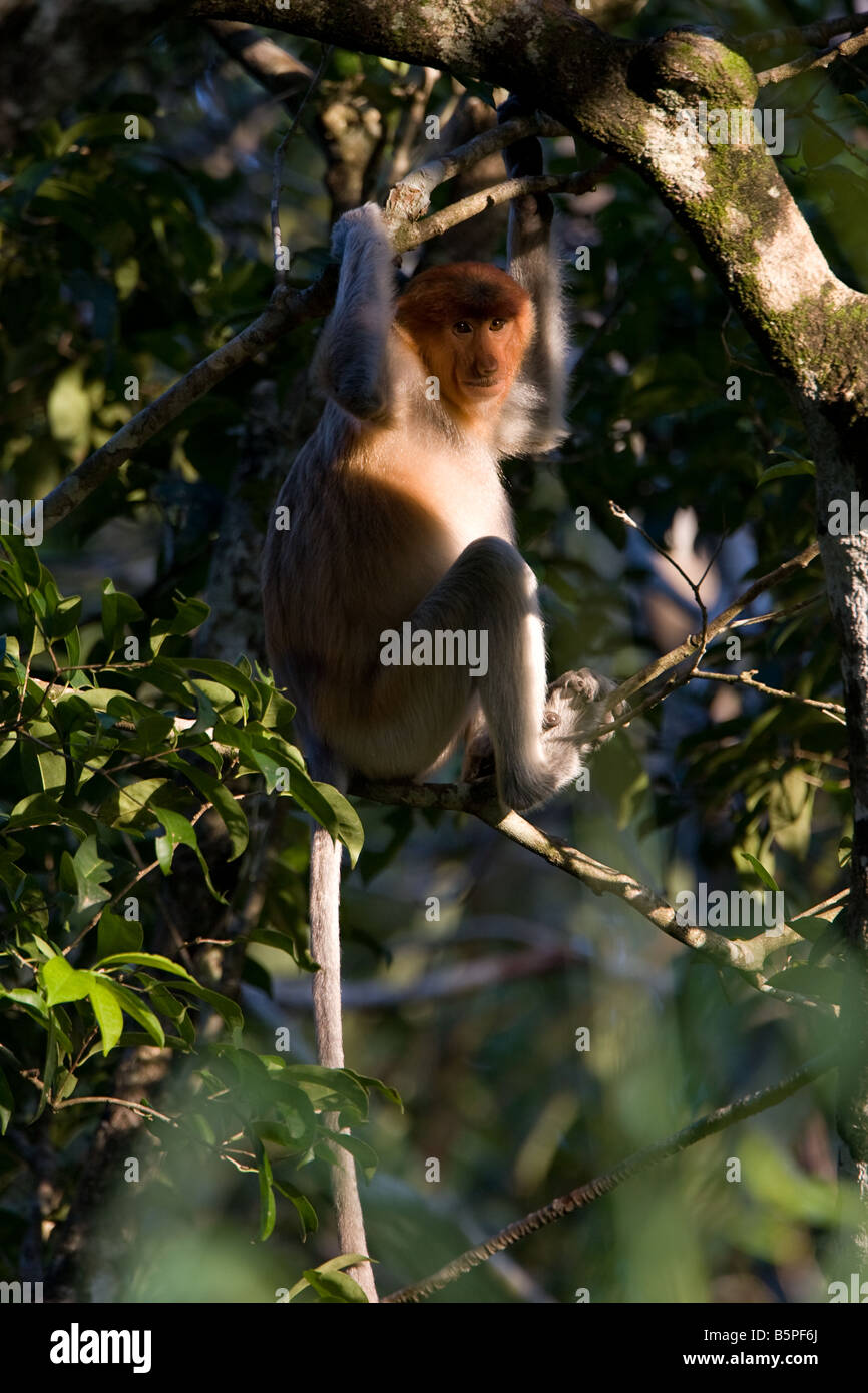Adult proboscis monkey sitting in tree looking at the photographer in ...
