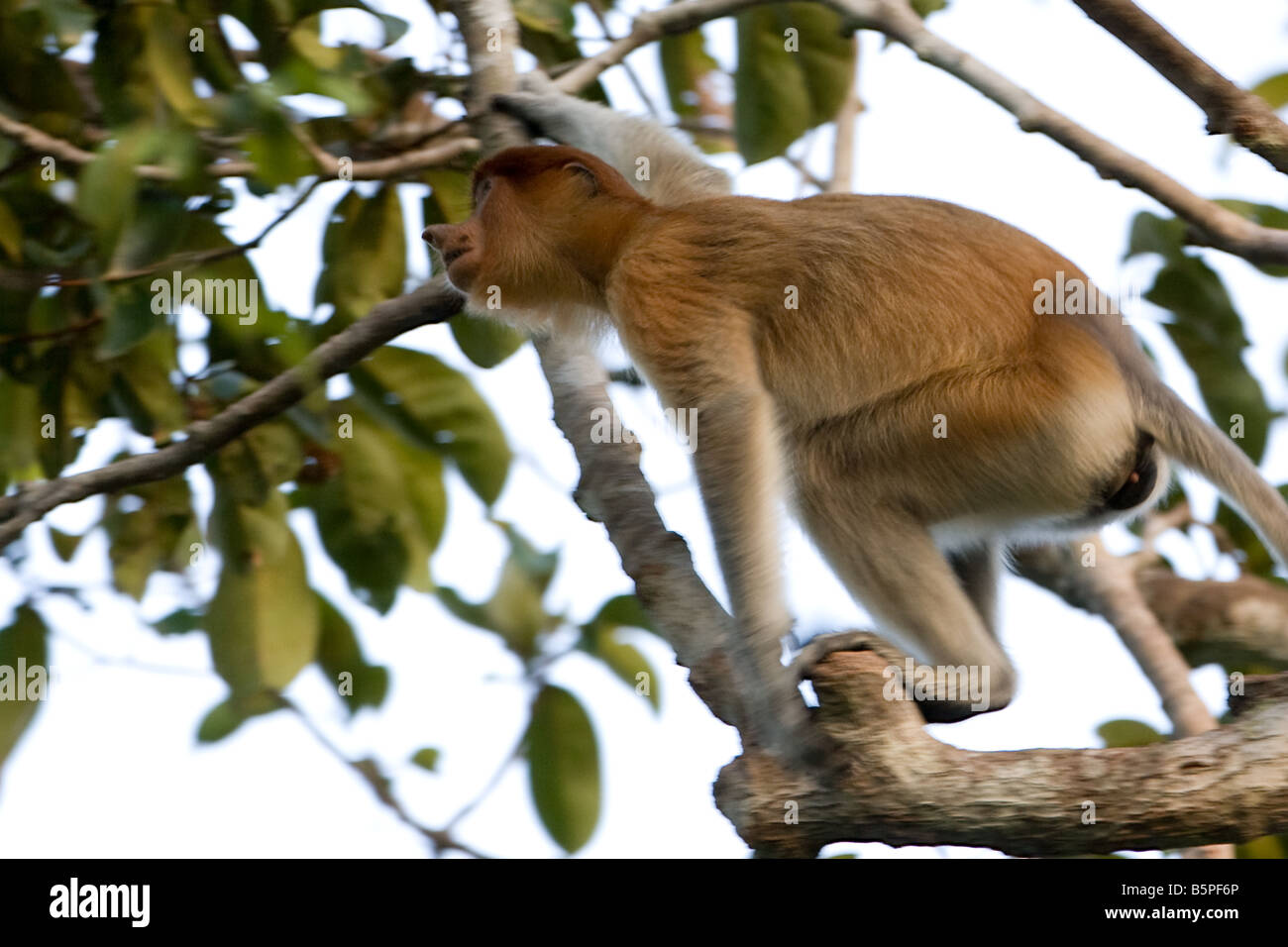 Male proboscis monkey ready to jump from a branch in Tanjung Puting NP ...