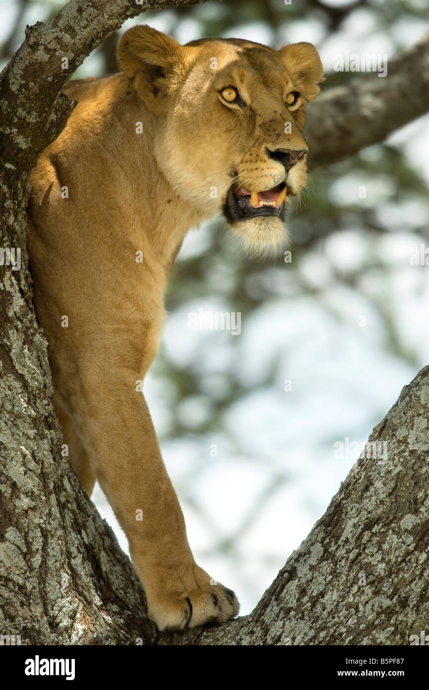Lioness in a tree Stock Photo - Alamy