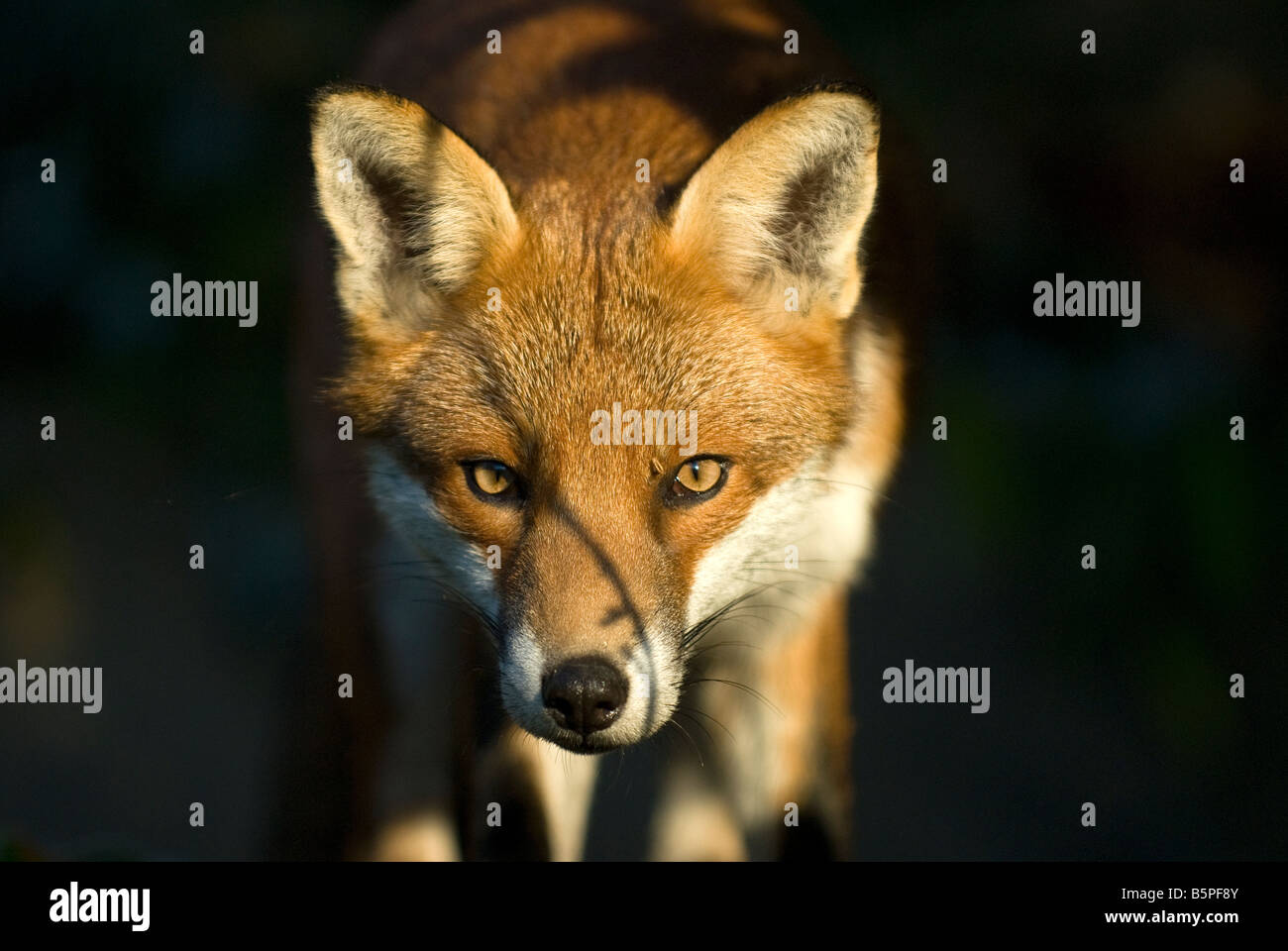 wild fox emerging from the shadows Stock Photo - Alamy