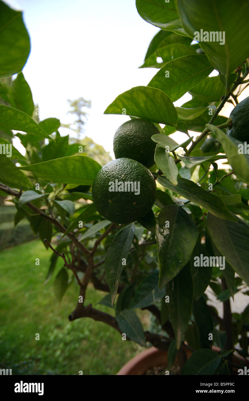 Lime orchard hi-res stock photography and images - Alamy