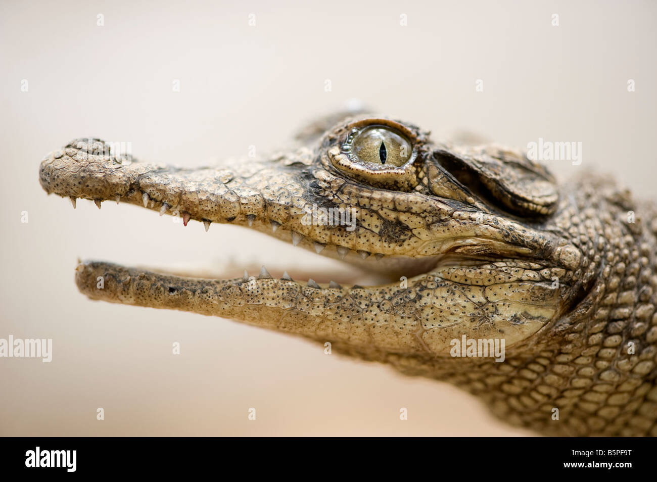 Caiman hi-res stock photography and images - Alamy