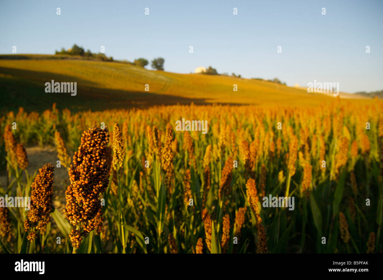 Field of Grain Stock Photo - Alamy