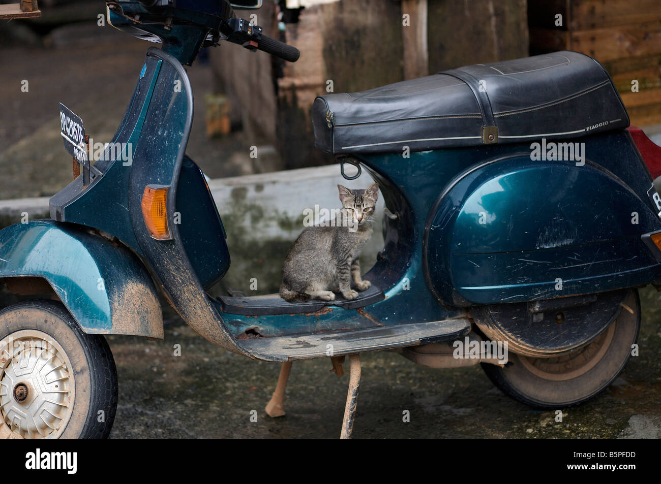 Cat on Vespa motor cycle Stock Photo - Alamy