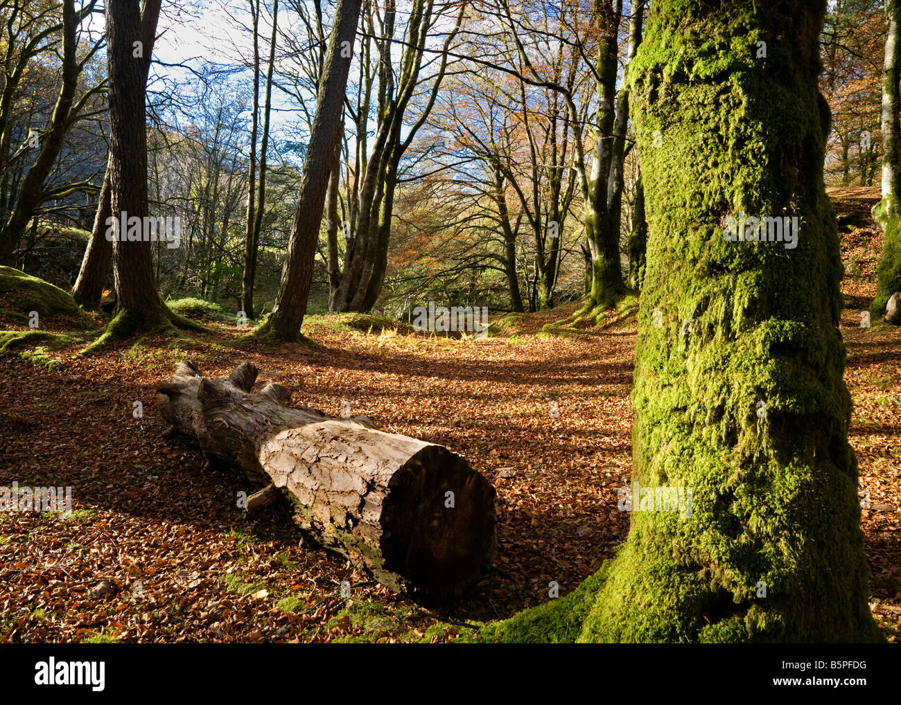British native wood woodland forest hi-res stock photography and images ...