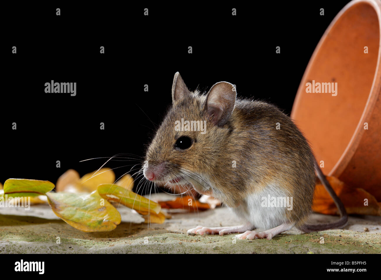 Yellow-necked mouse Apodemus flavicollis in flower pot Potton ...