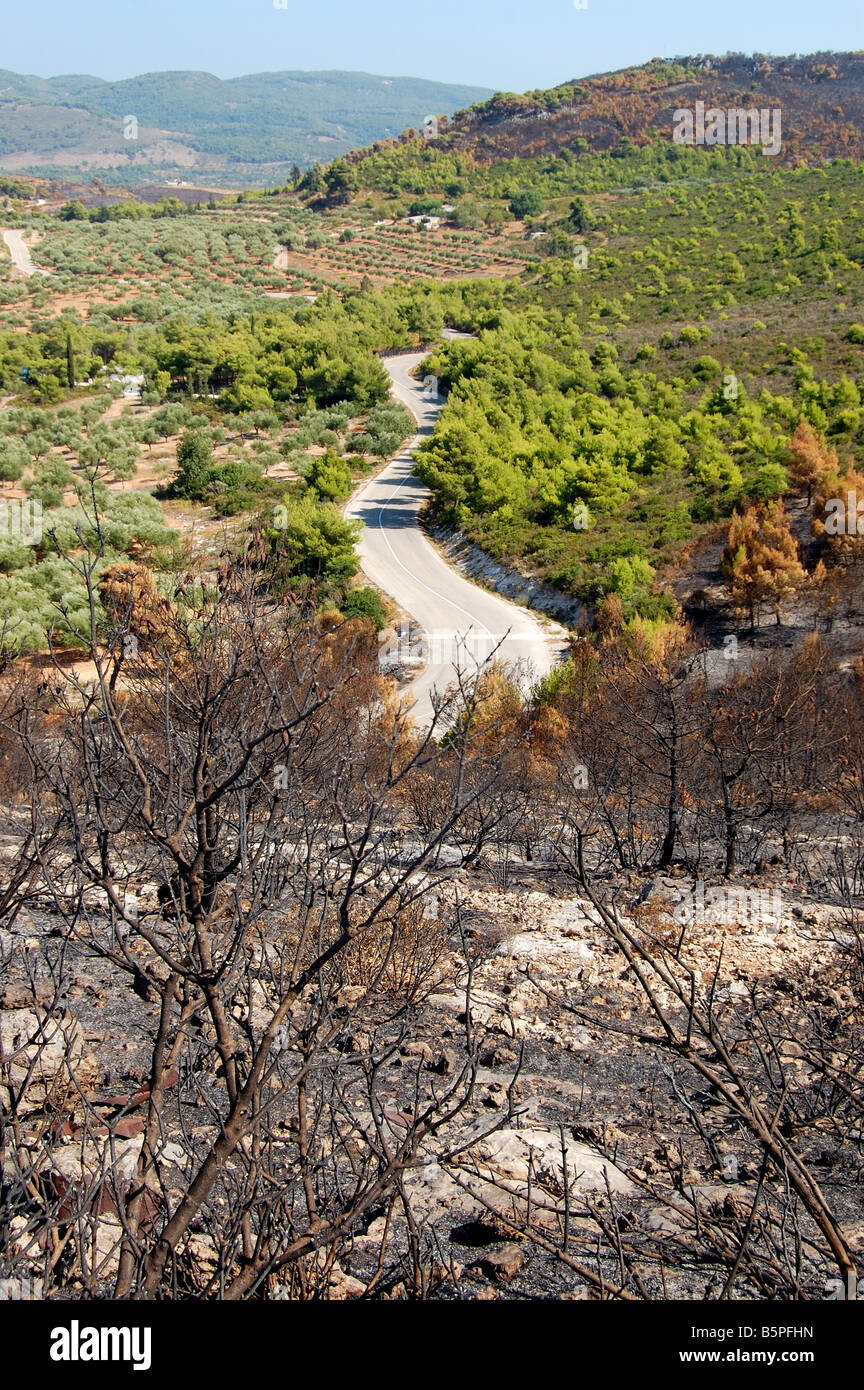 Burned trees after forest fire hi-res stock photography and images - Alamy