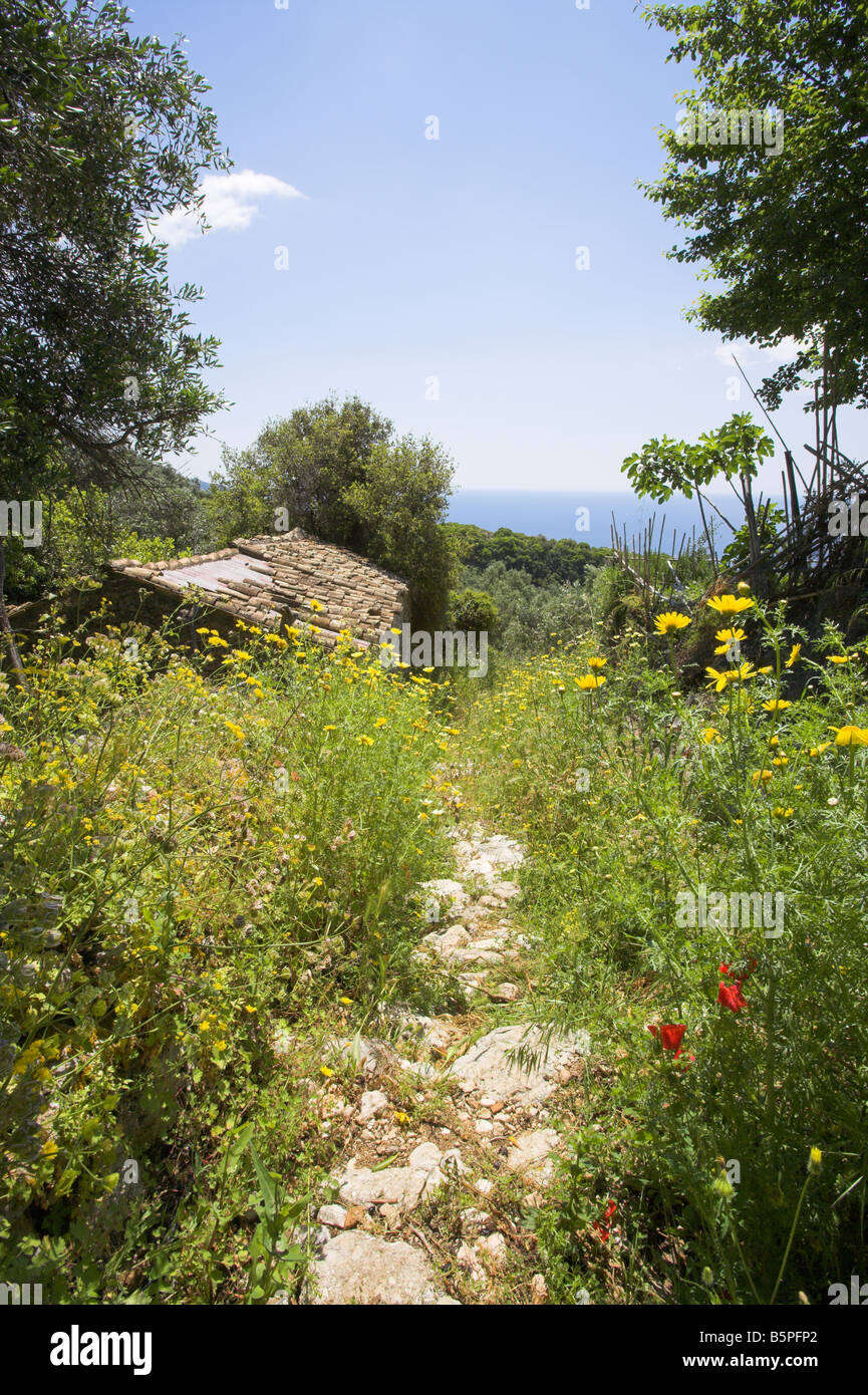 Yellow flowers of corfu hi-res stock photography and images - Alamy