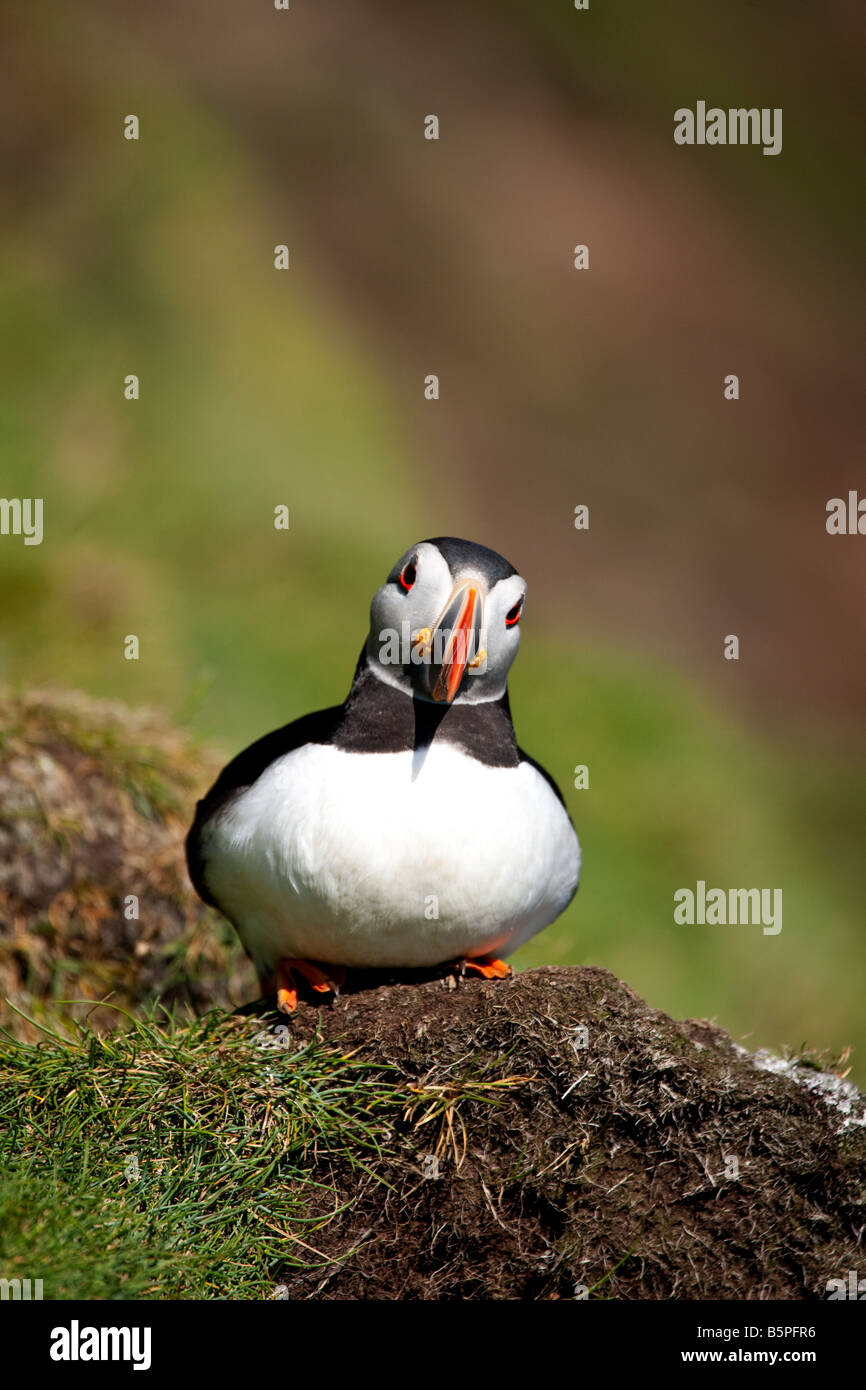 Puffin bird hi-res stock photography and images - Alamy
