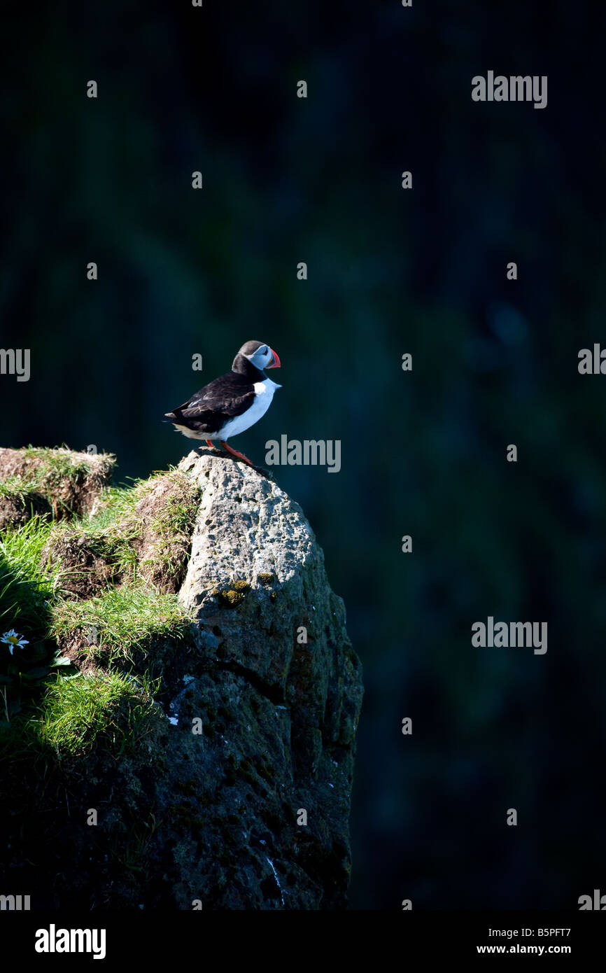 Puffin bird hi-res stock photography and images - Alamy