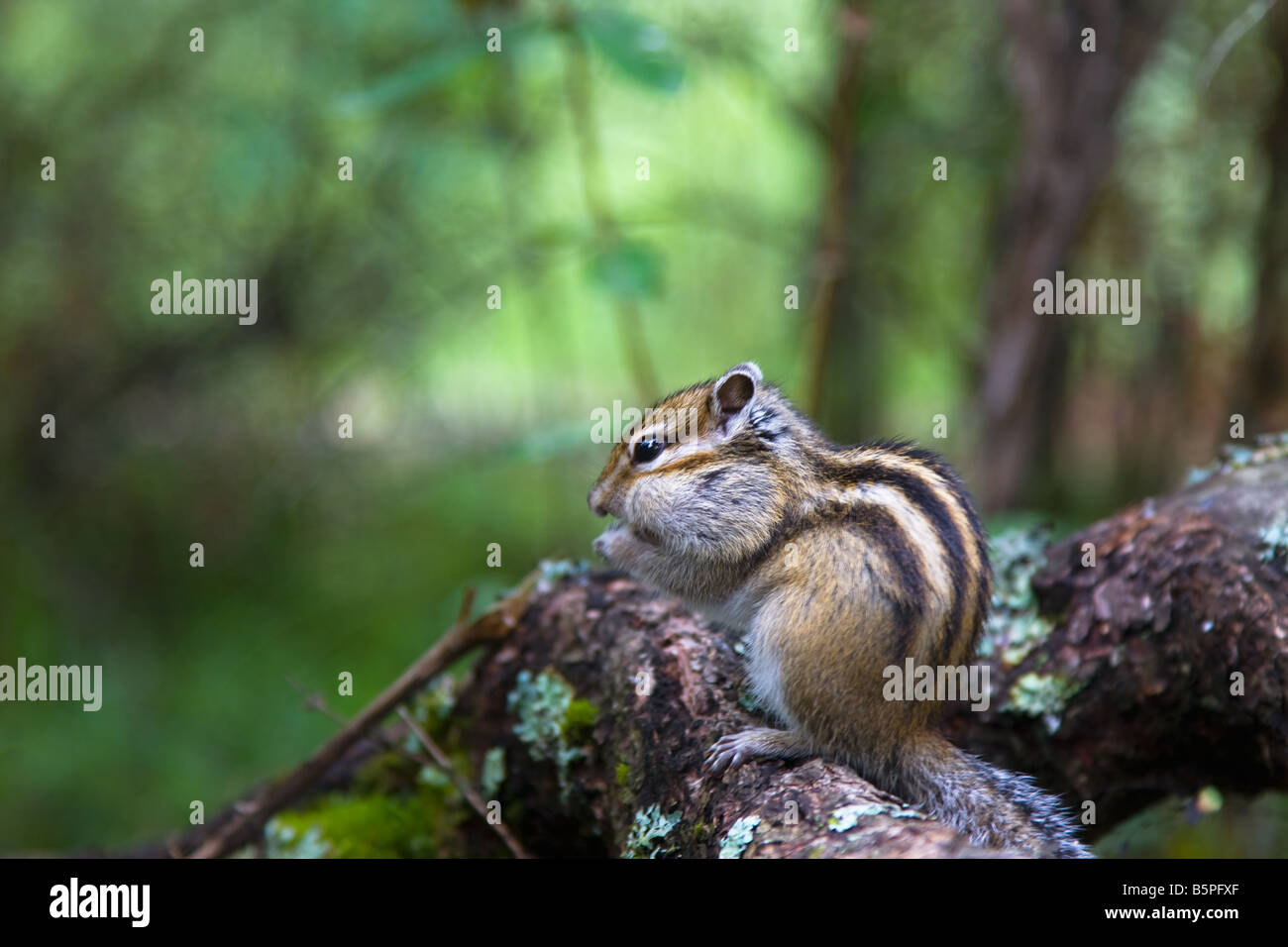 Siberian Chipmunk at breakfast on forest background. Close-up Stock ...