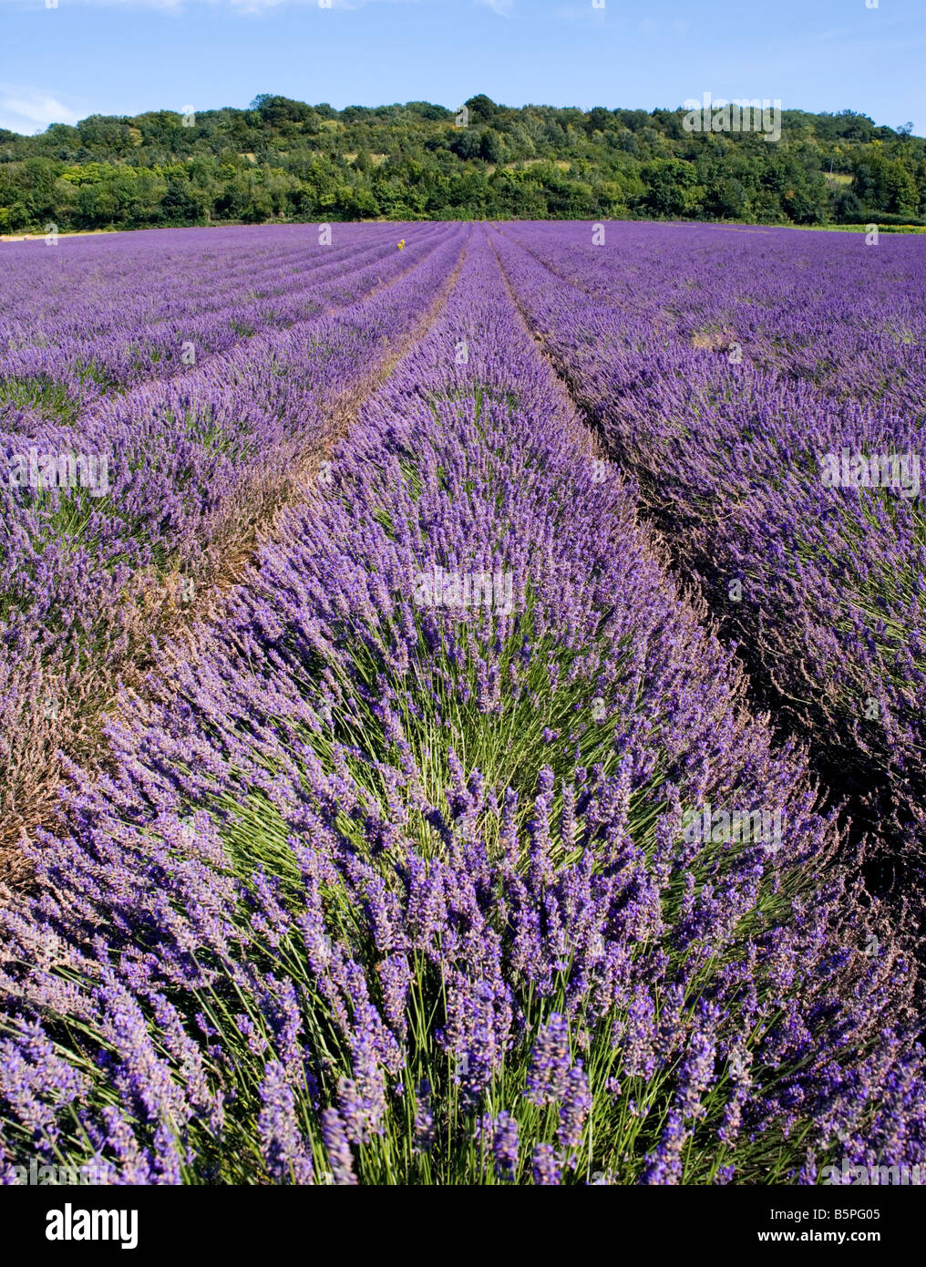 Lavender Field at the Castle Farm, Shoreham, Kent, United Kingdom Stock ...