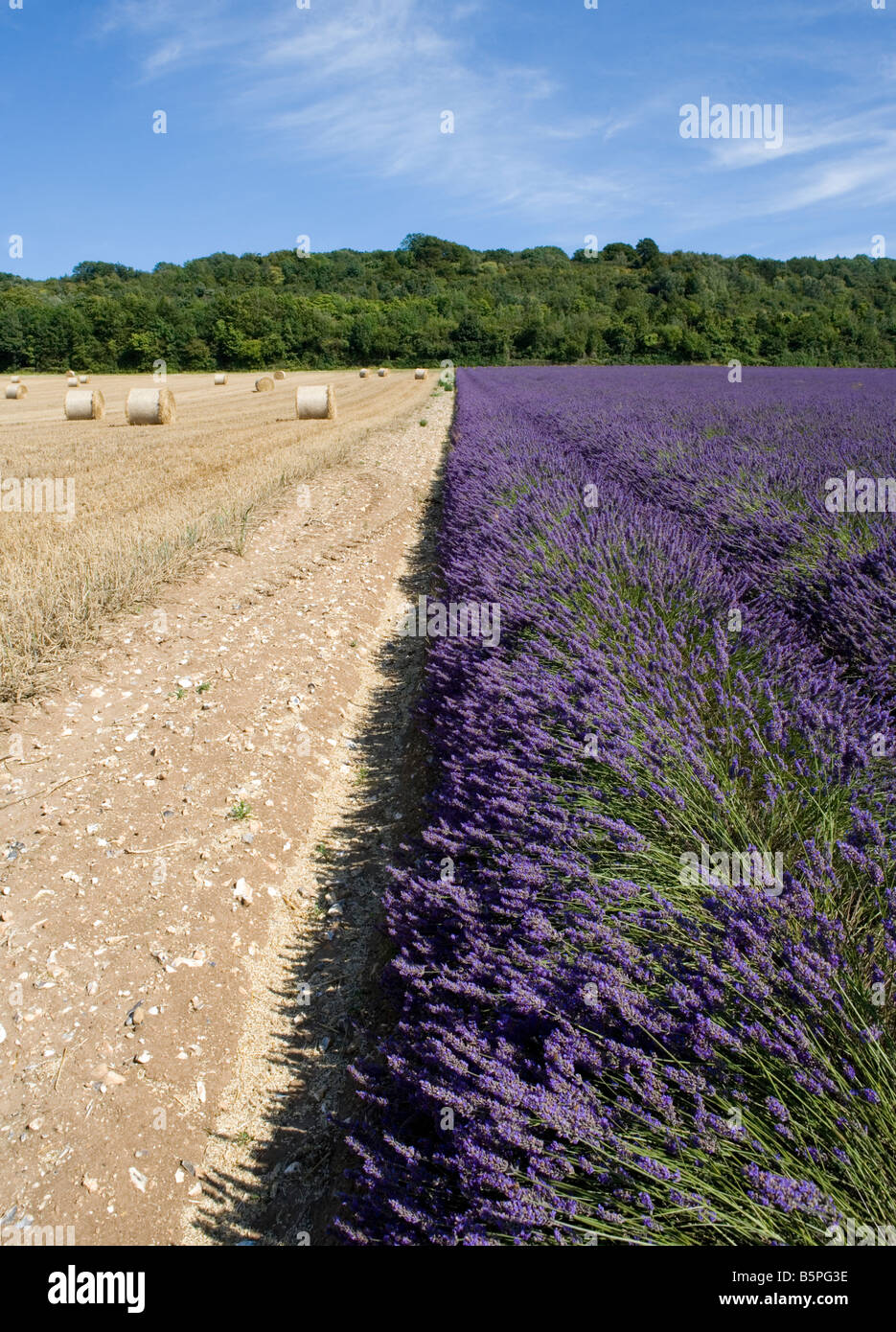 Lavender castle farm shoreham kent hi-res stock photography and images ...