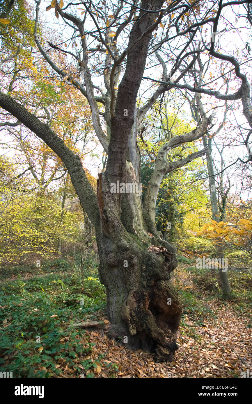 Old large tree hi-res stock photography and images - Alamy