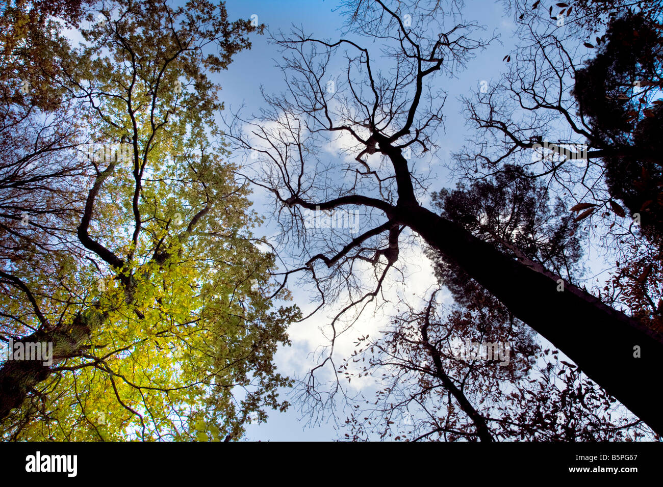 Trees Looking Up Leaves Stock Photos & Trees Looking Up Leaves Stock ...
