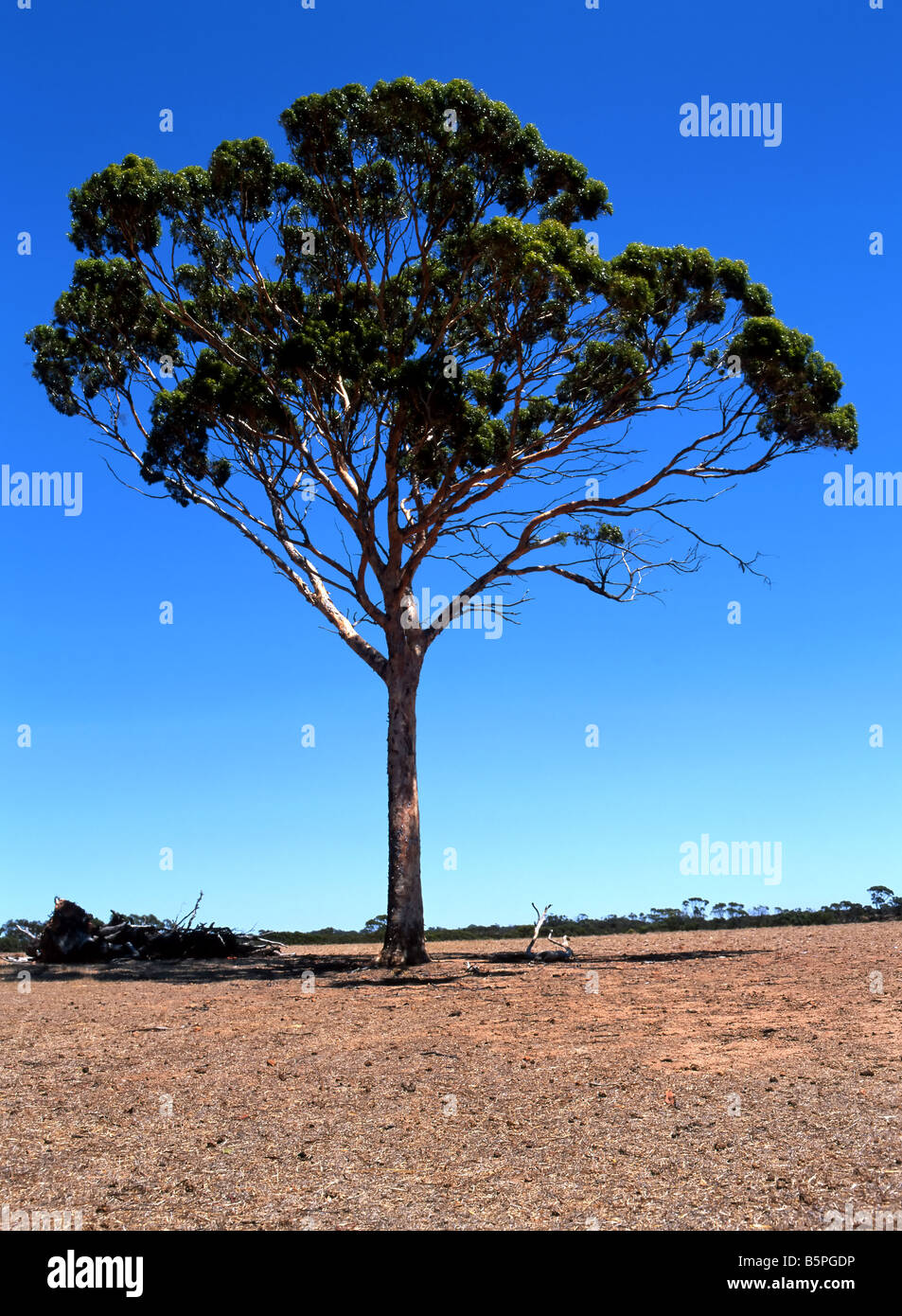 Eucalyptus Salmon Gum Tree (Eucalyptus salmonophloia) on farmland ...