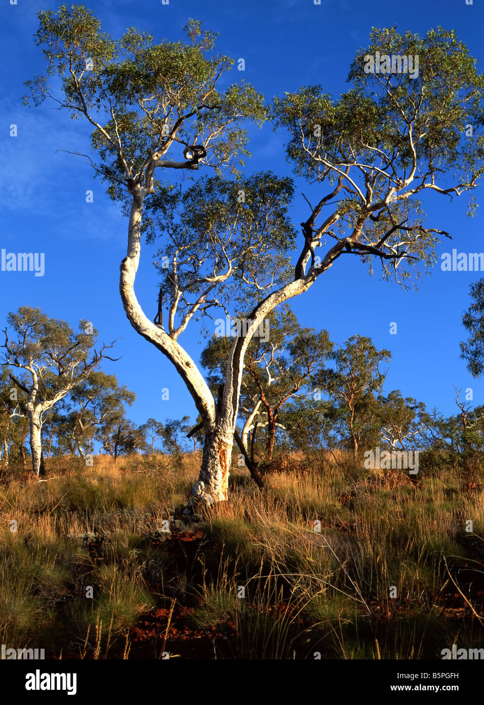 Eucalyptus Gum Tree, Karijini National Park, Pilbara, Northwest ...