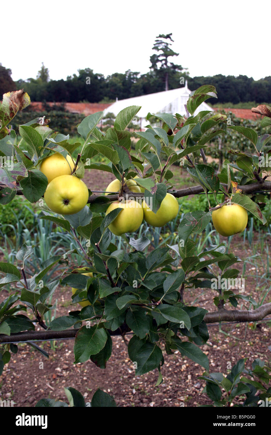 OLD ENGLISH COOKING APPLE GOLDEN NOBLE GROWING ON AN ESPALIER TREE ...