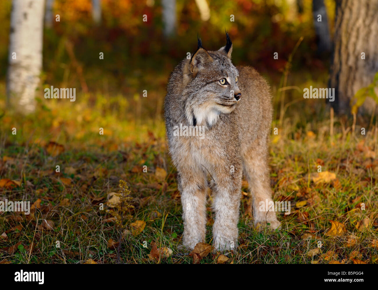 Lynx canadensis hi-res stock photography and images - Alamy