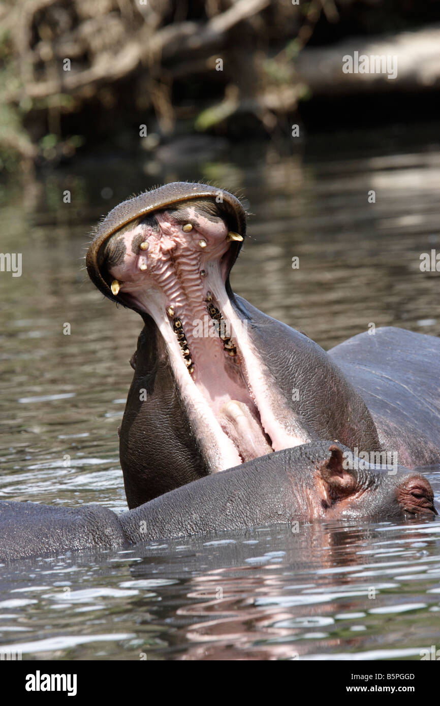 Fighting hippo hi-res stock photography and images - Alamy