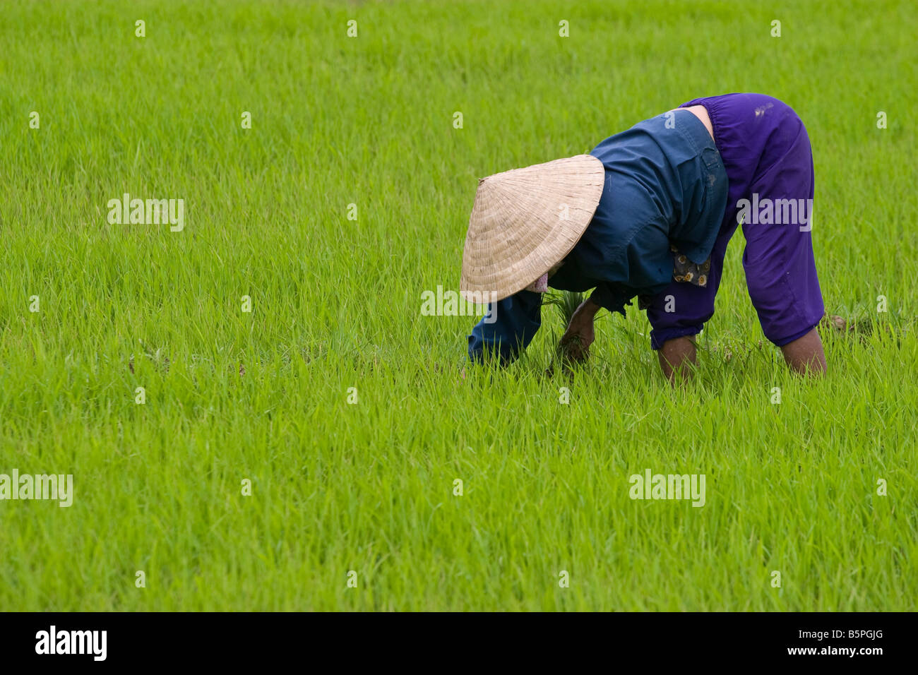 Woman working in a rice field near Hoi An Vietnam Stock Photo - Alamy