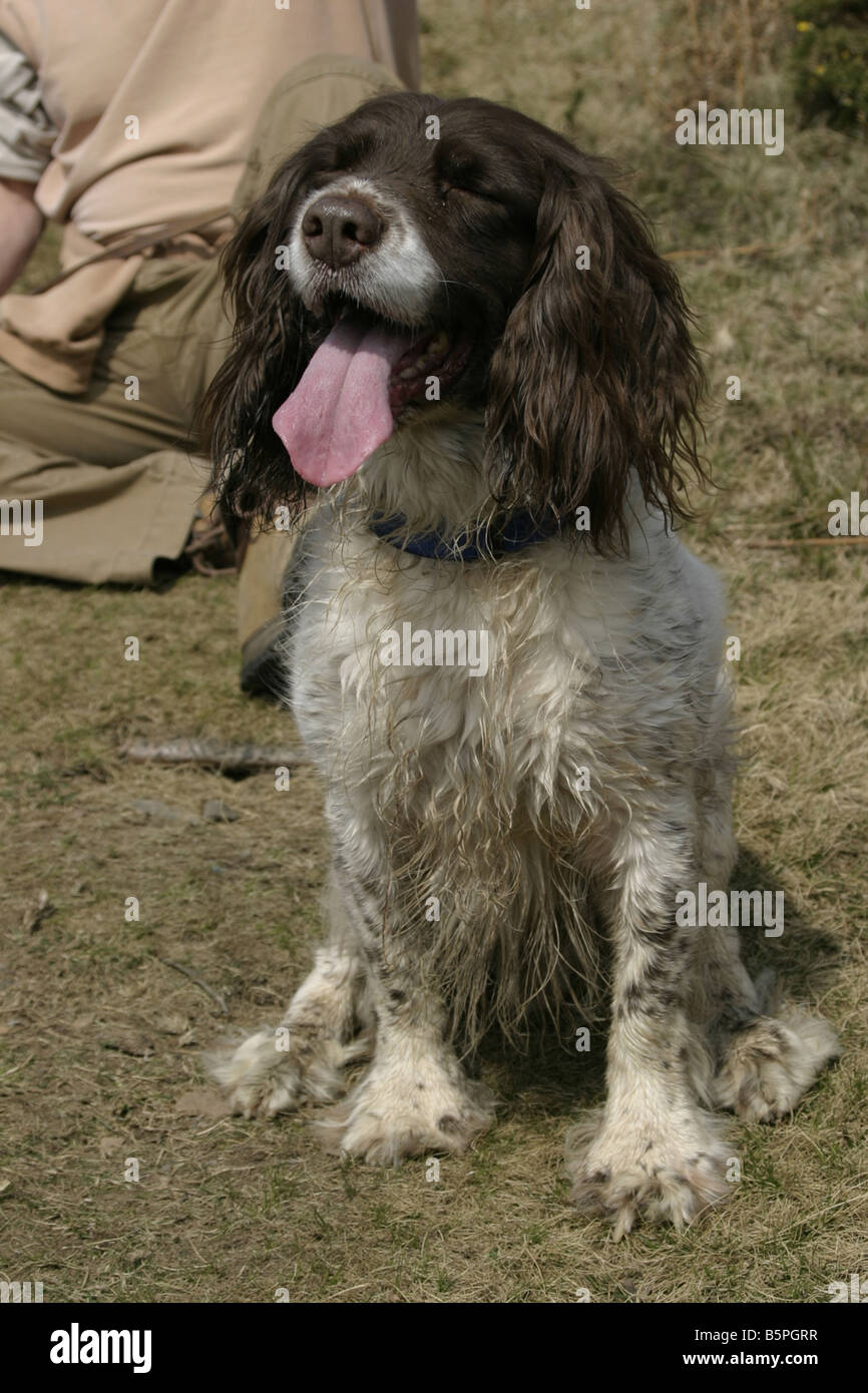 A tired springer spaniel Stock Photo - Alamy