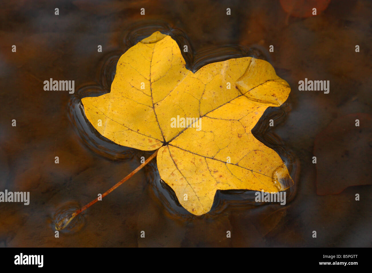 Floating by the water hi-res stock photography and images - Alamy